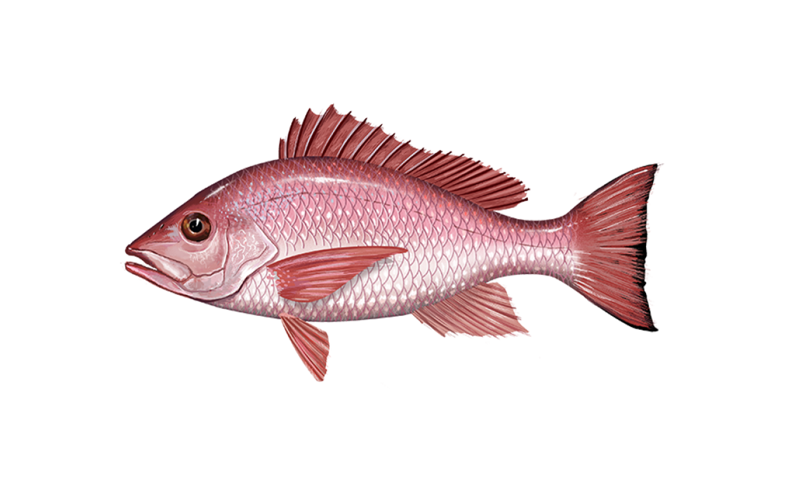 Red Snapper — Local Lines Charters