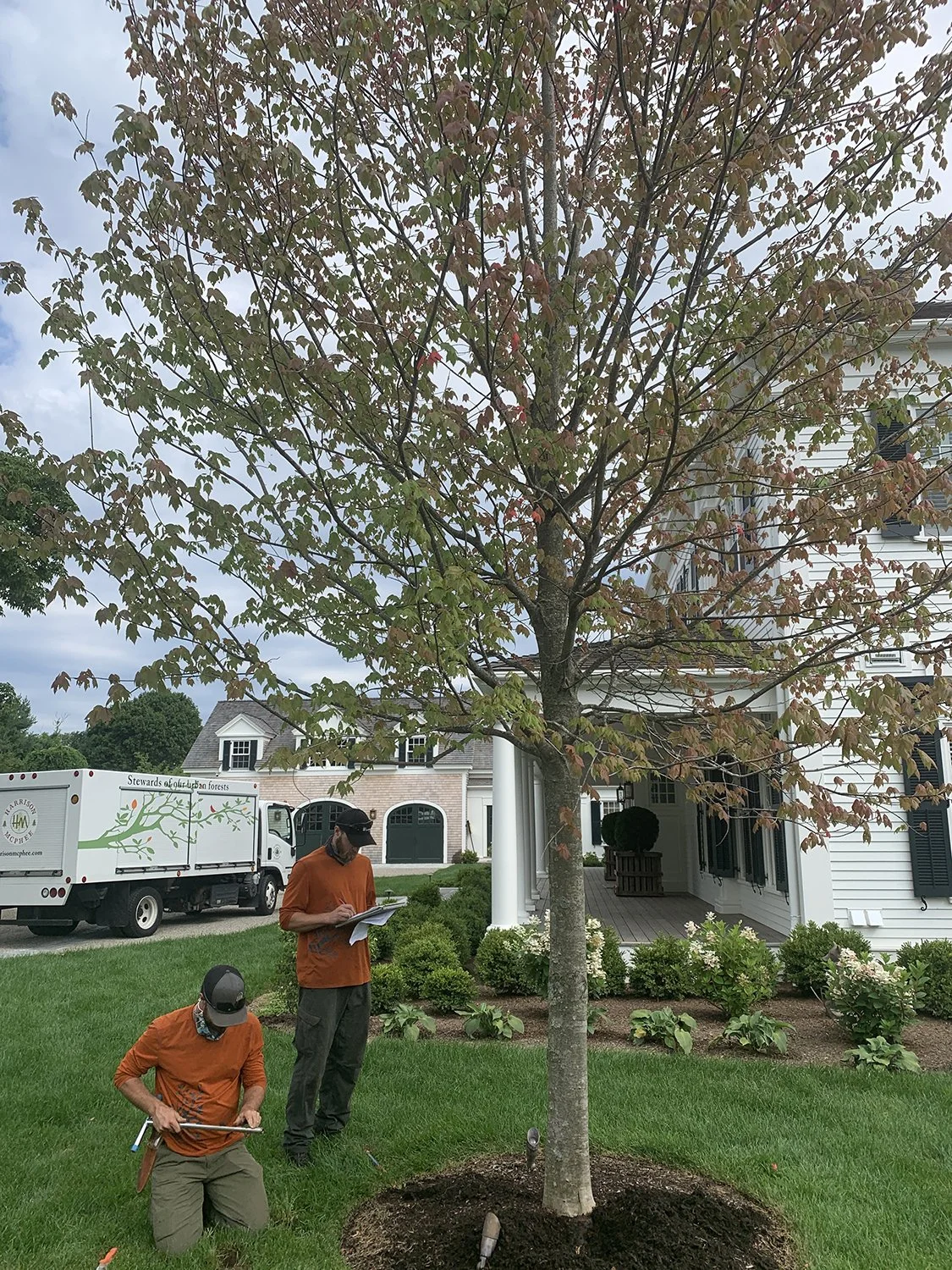 The Arborist's Touch: Nurturing Trees Amid Construction, Fostering ...