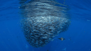 Sardine Run in Magdalena Bay — DIP