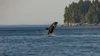 understanding orca pods — DIP