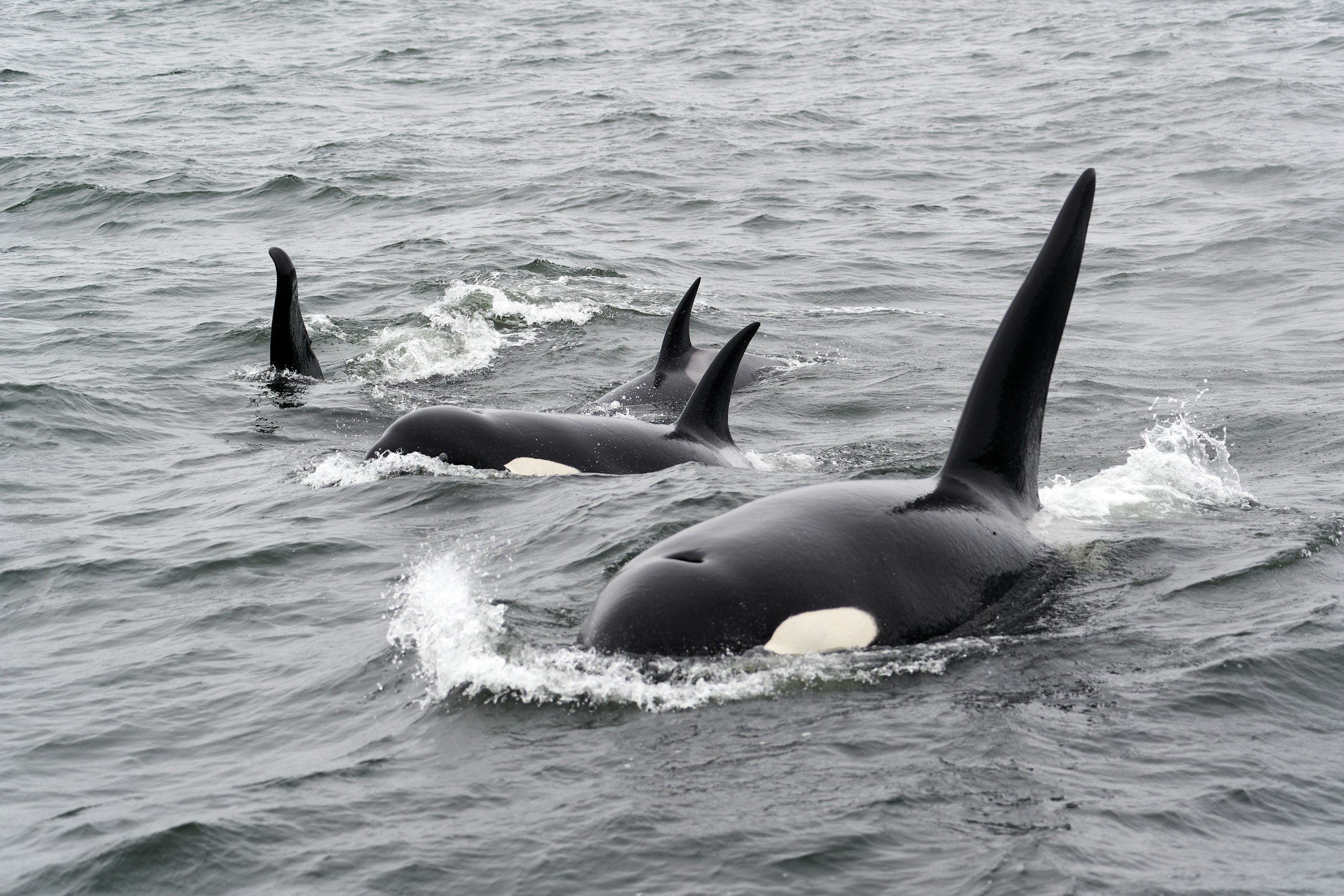 Understanding Orca Pods DIP