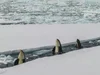 understanding orca pods — DIP