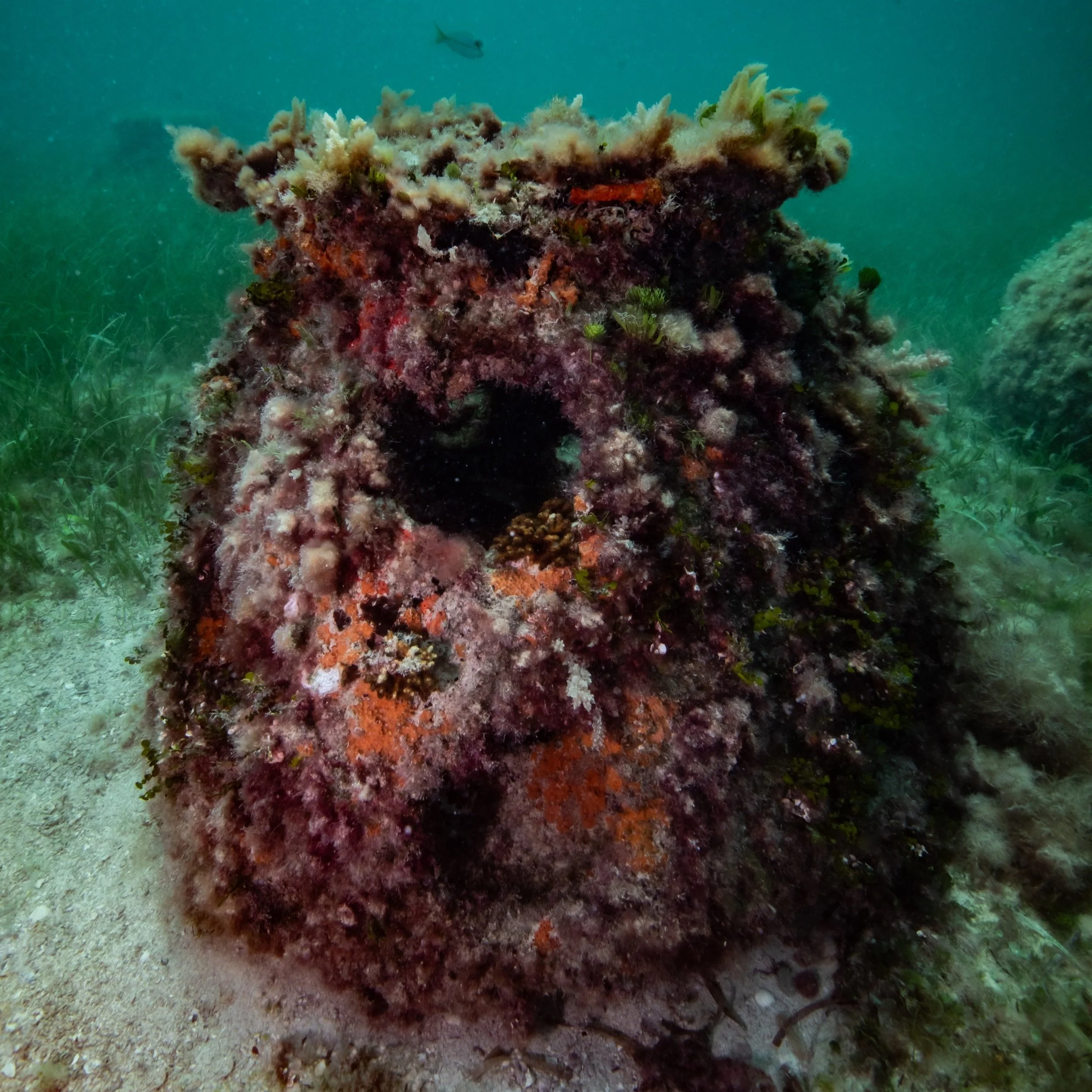 Saving Mexico Reefs: The Reef Ball Solution — DIP