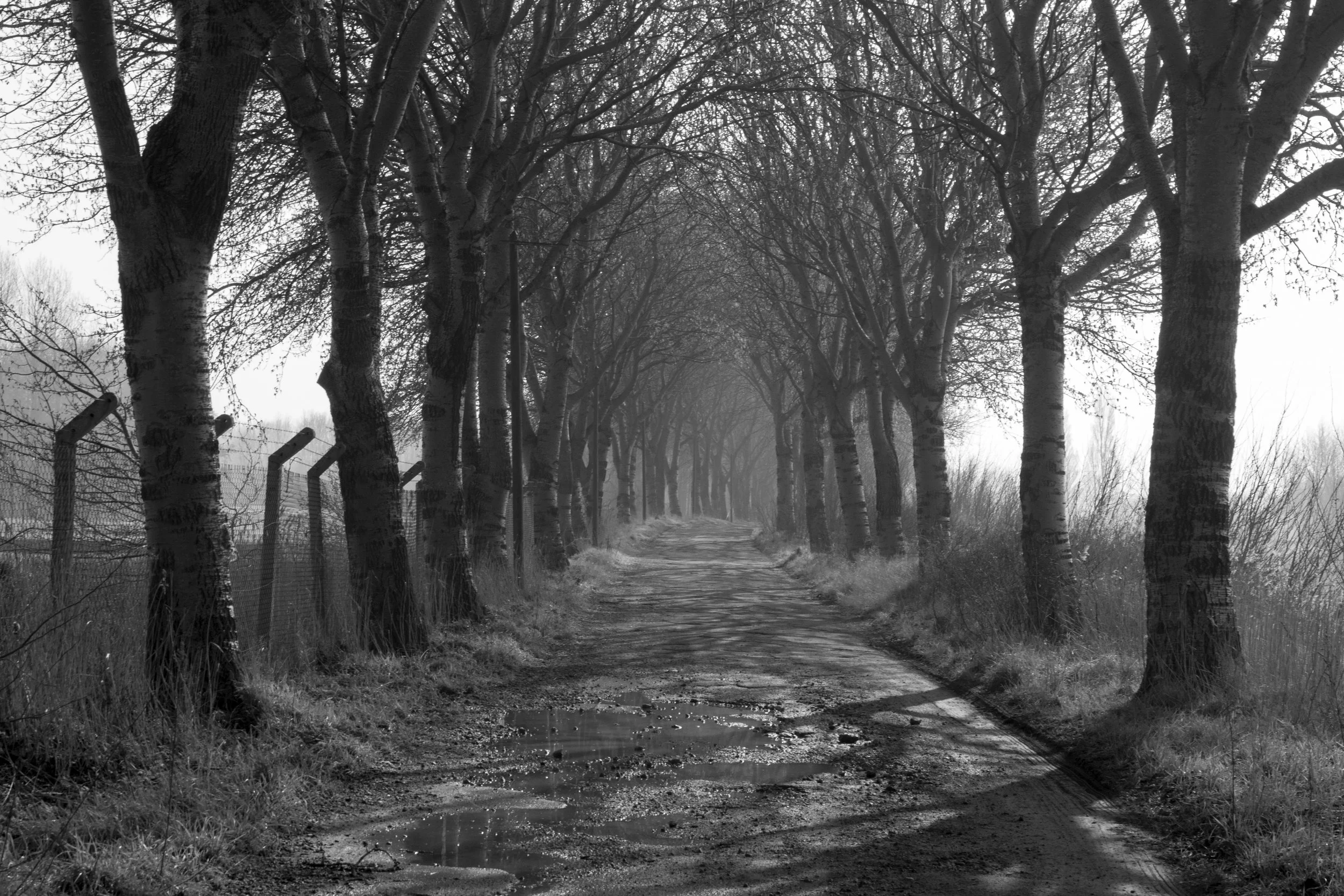 Winter’s Portrait: A Season Painted in Quiet Brilliance — Marlene ...