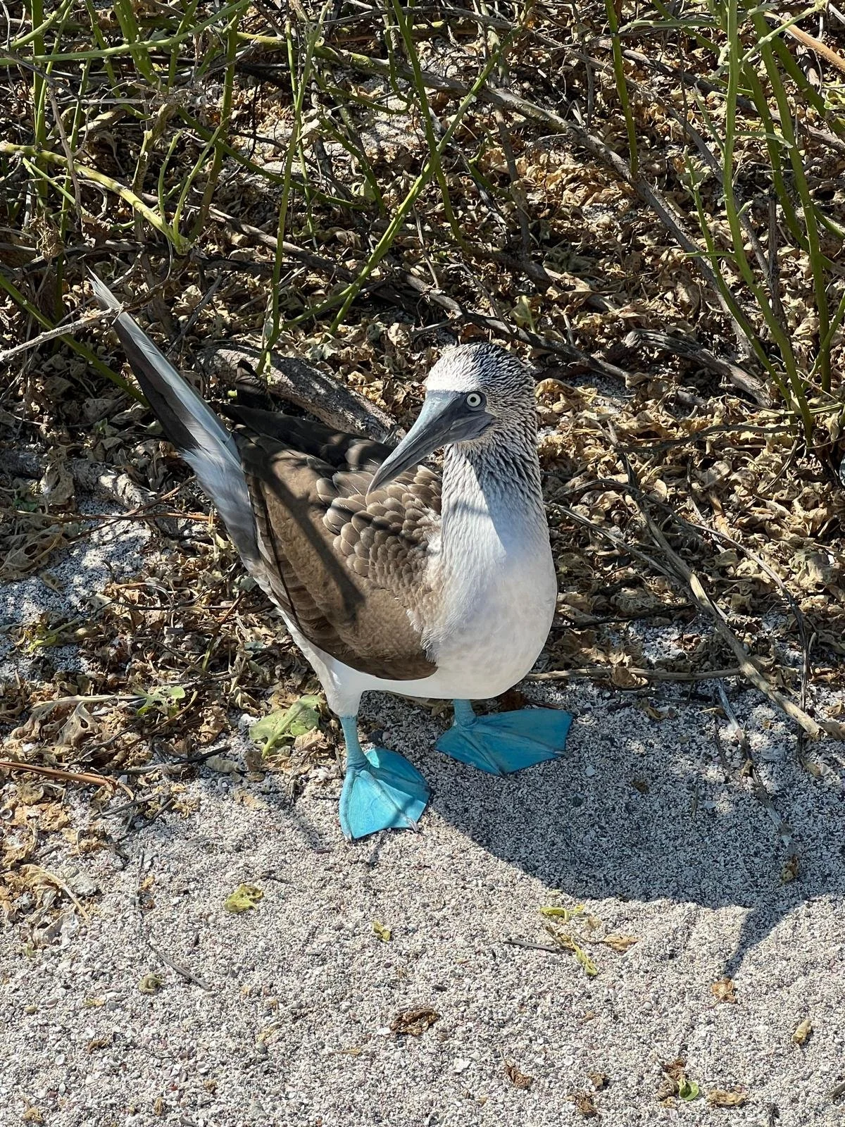 The Blue-footed Booby: Discover what makes this wonder of nature unique ...