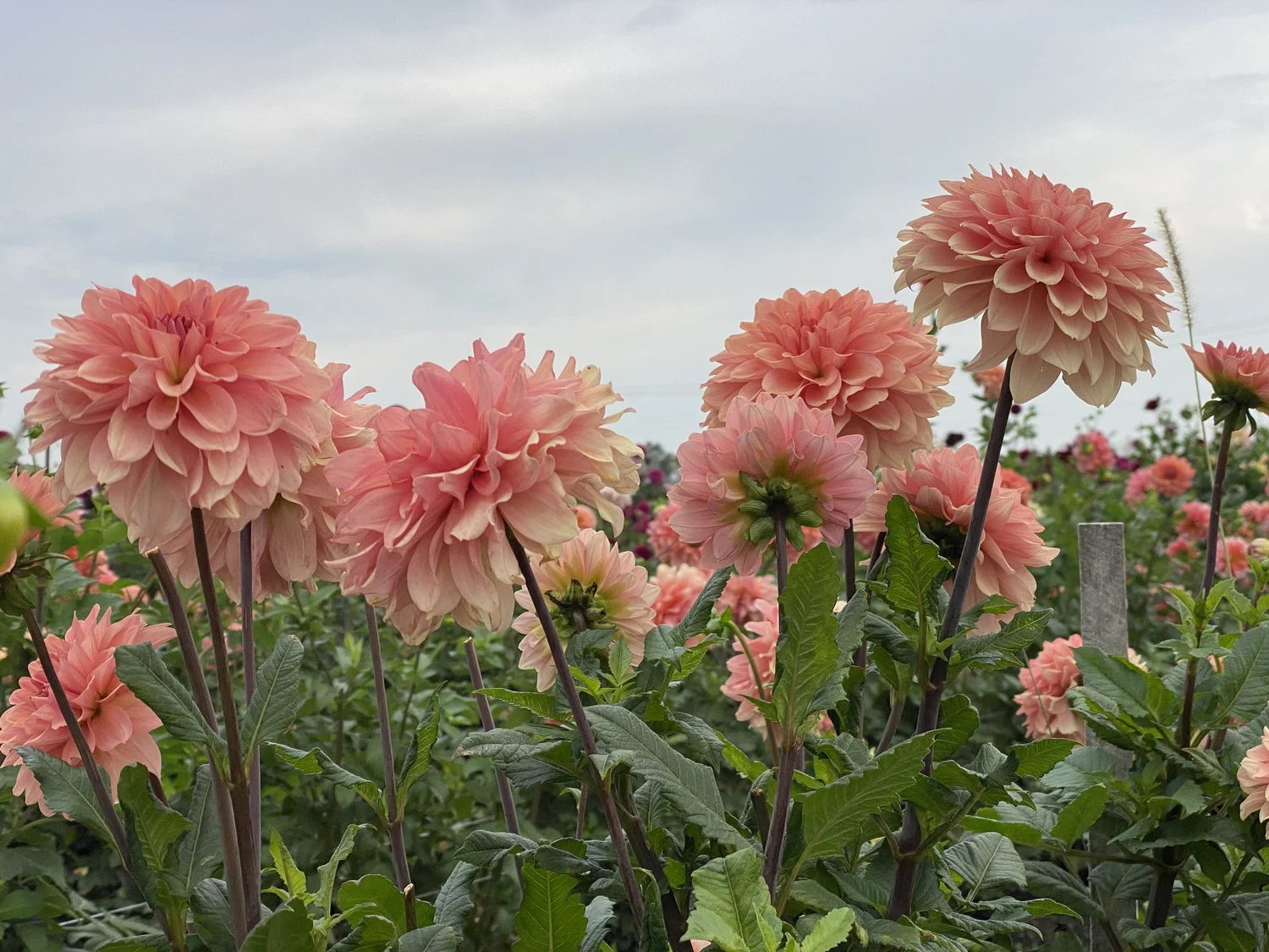 Skyfall Flowers