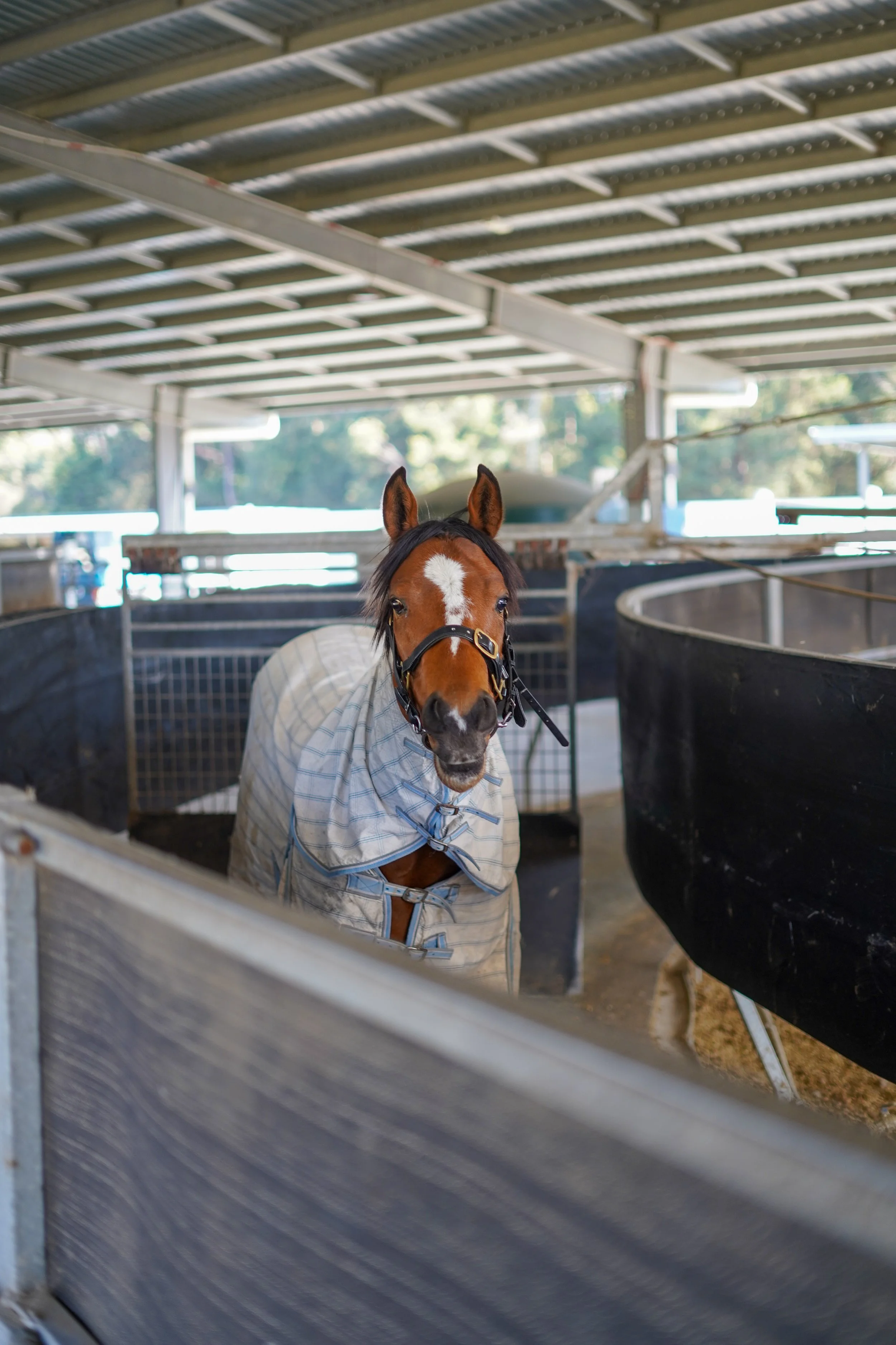 Contact 2 — Vision Equine