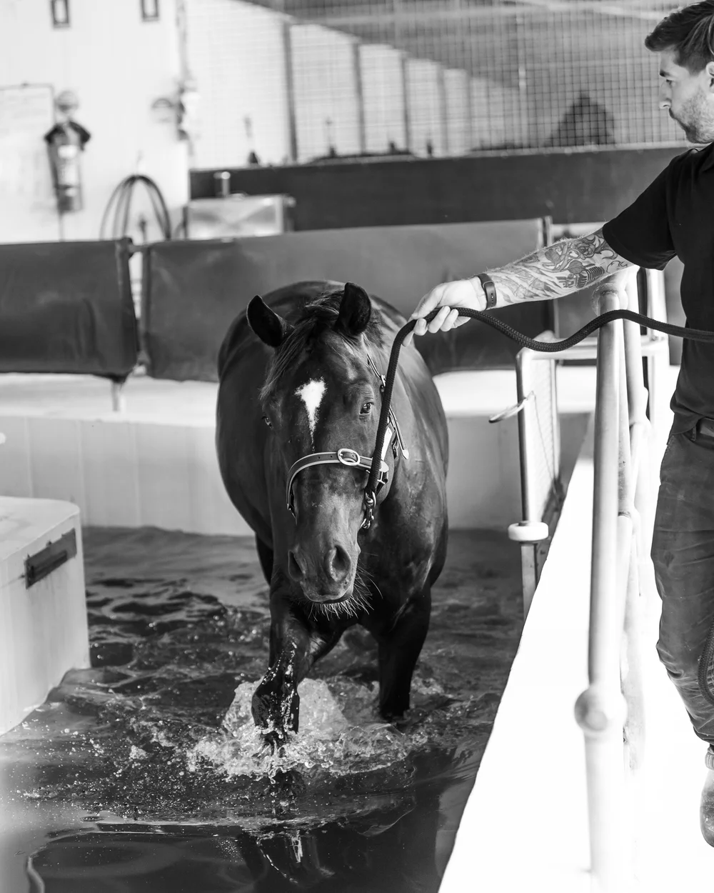 Vision Equine