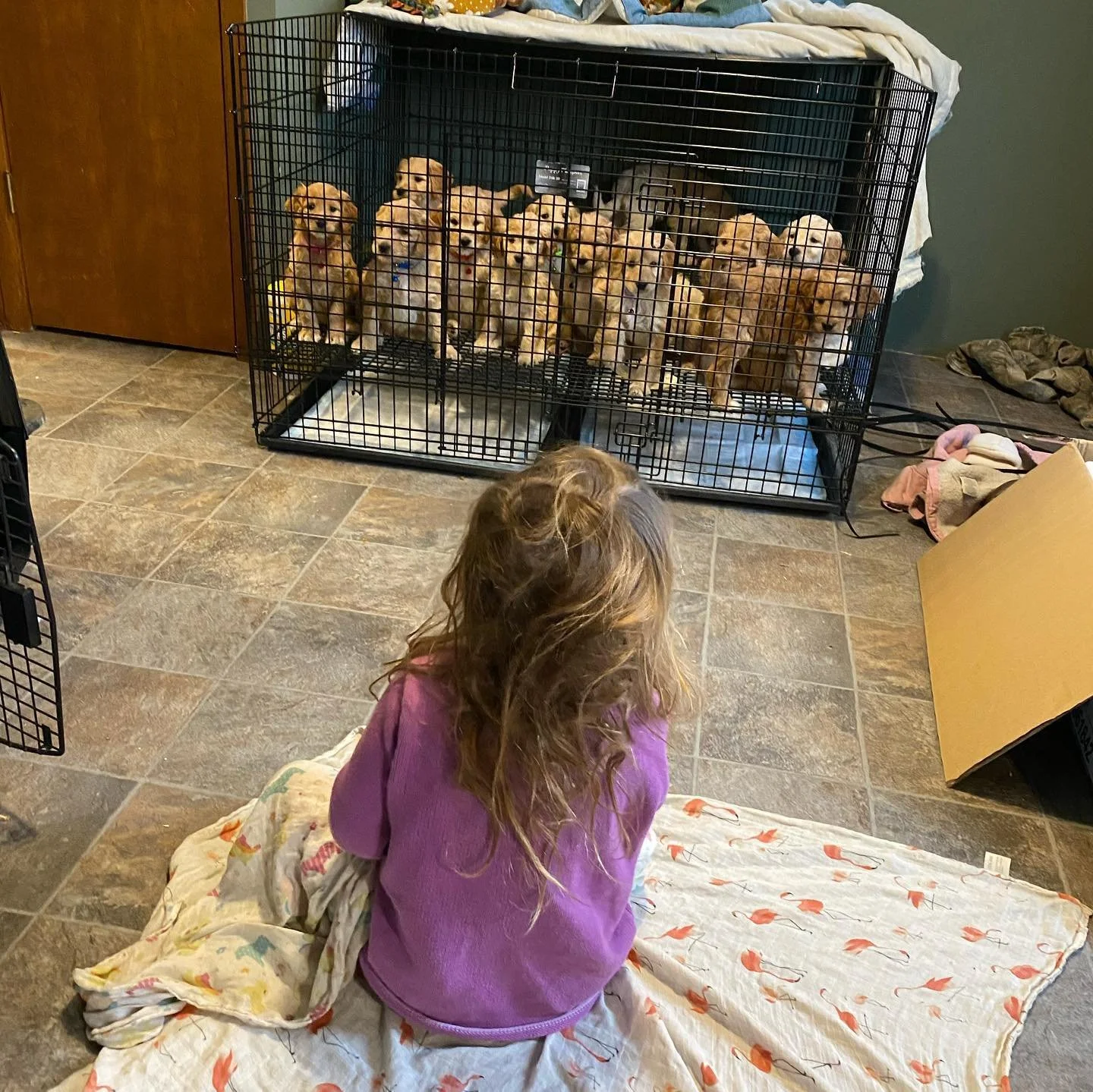 North Star Dog Training