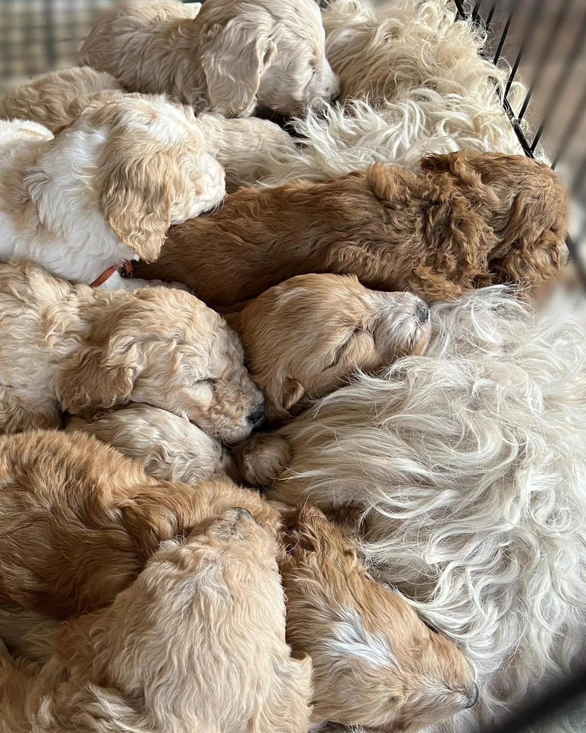 North Star Dog Training