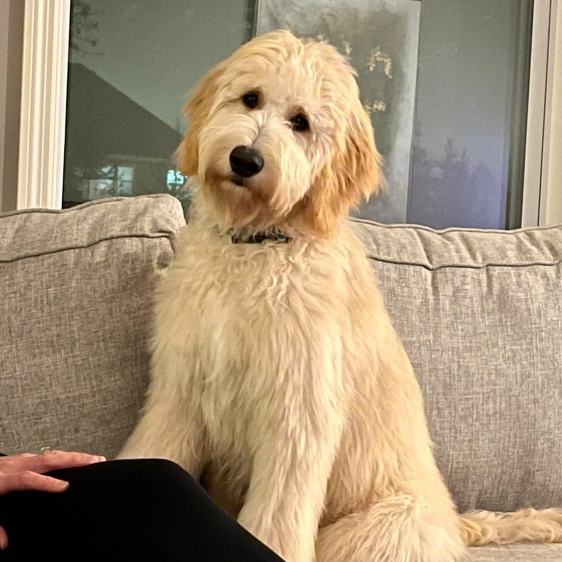 North Star Dog Training