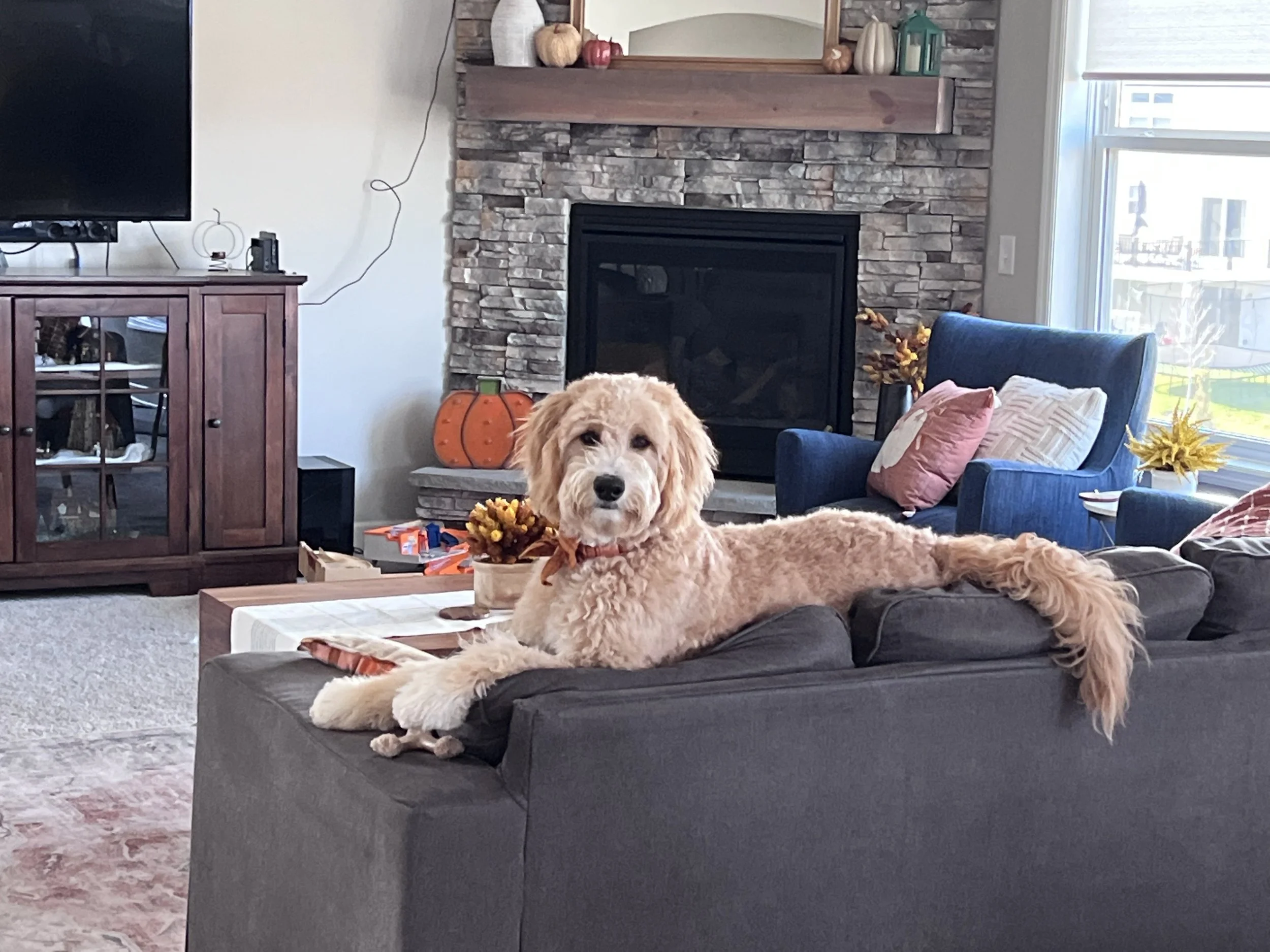 North Star Dog Training