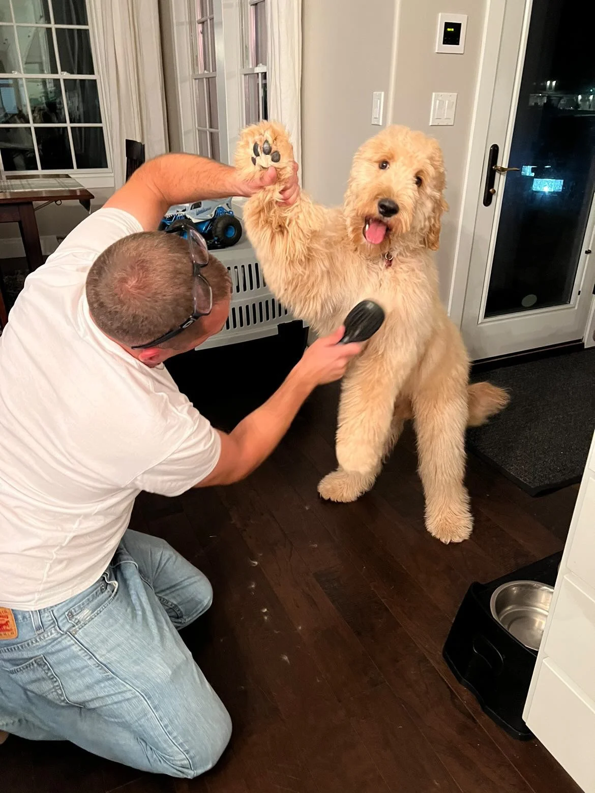 North Star Dog Training