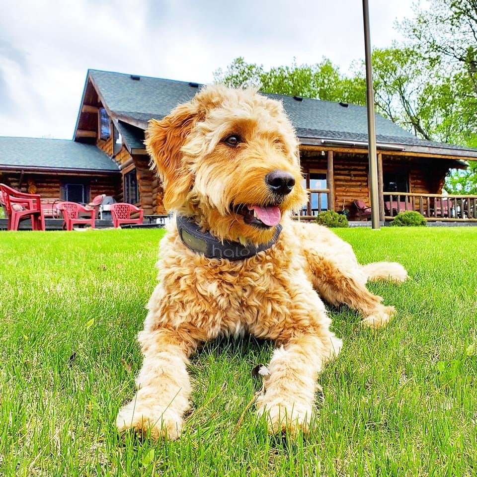 North Star Dog Training