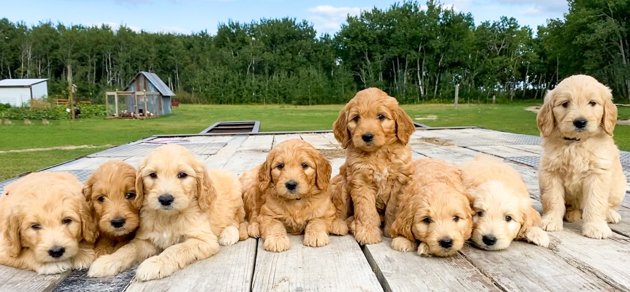 North Star Dog Training