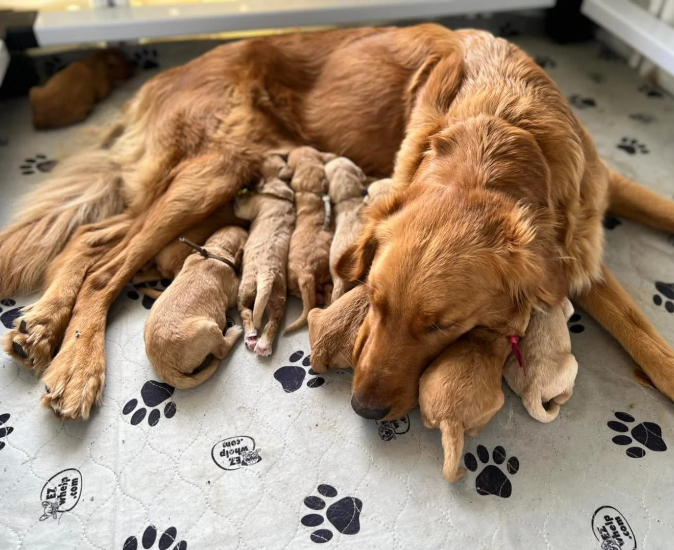 North Star Dog Training
