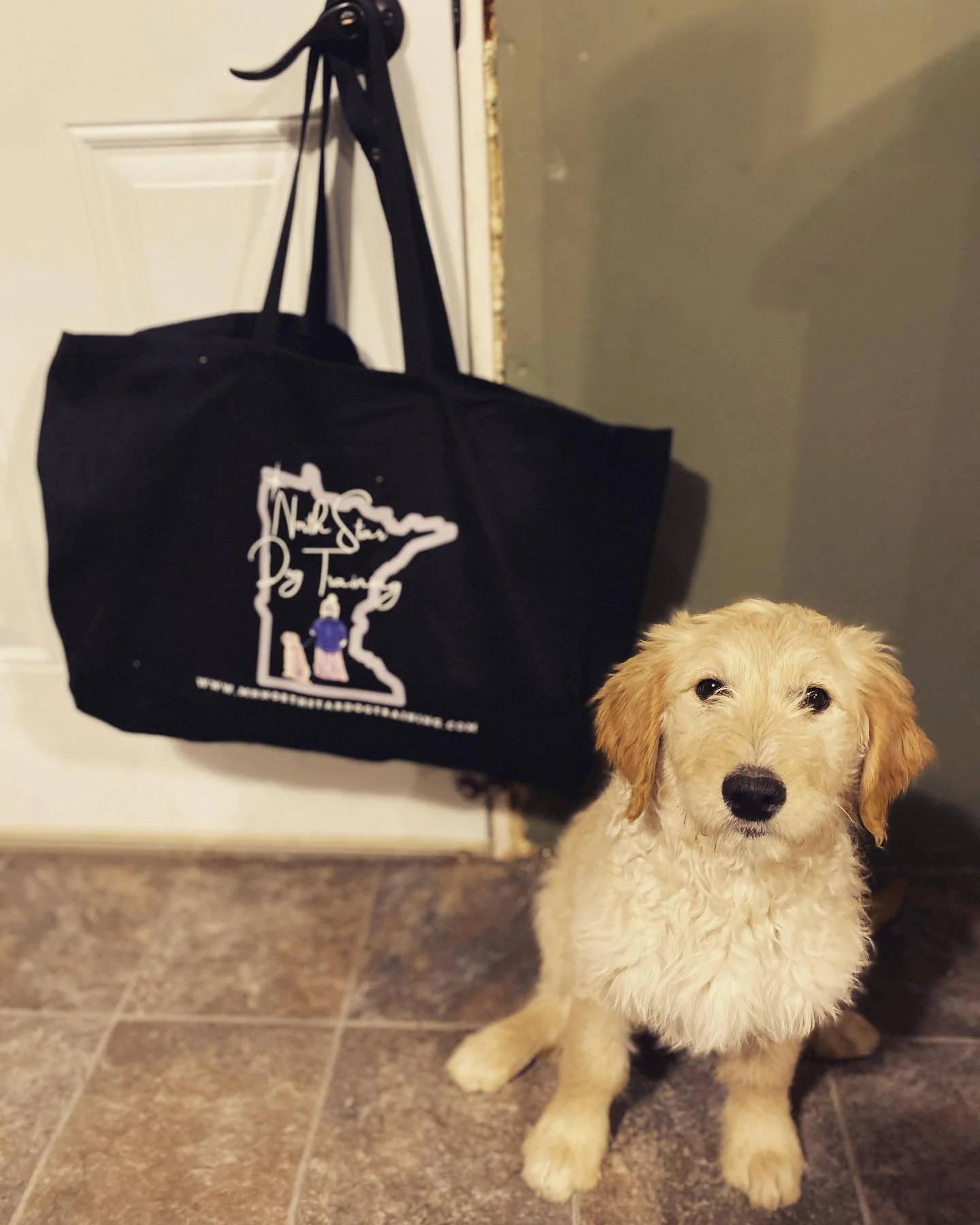 North Star Dog Training