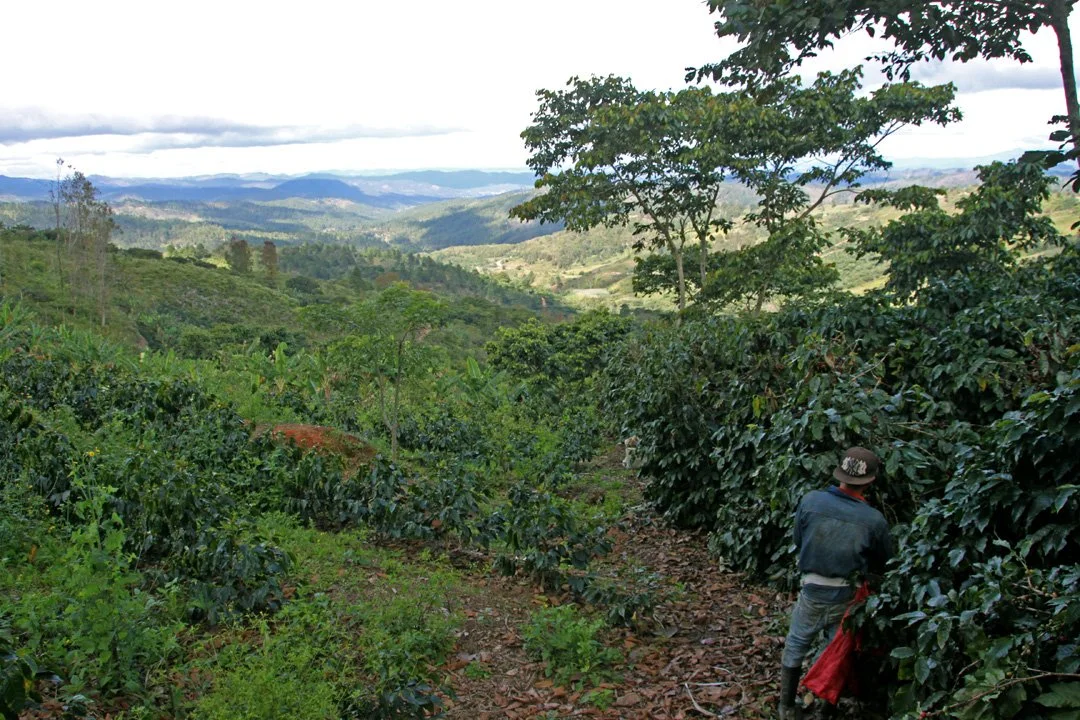 Our Coffee — intellliCAFE / Self Serve Coffee Shop / Unattended Retail ...