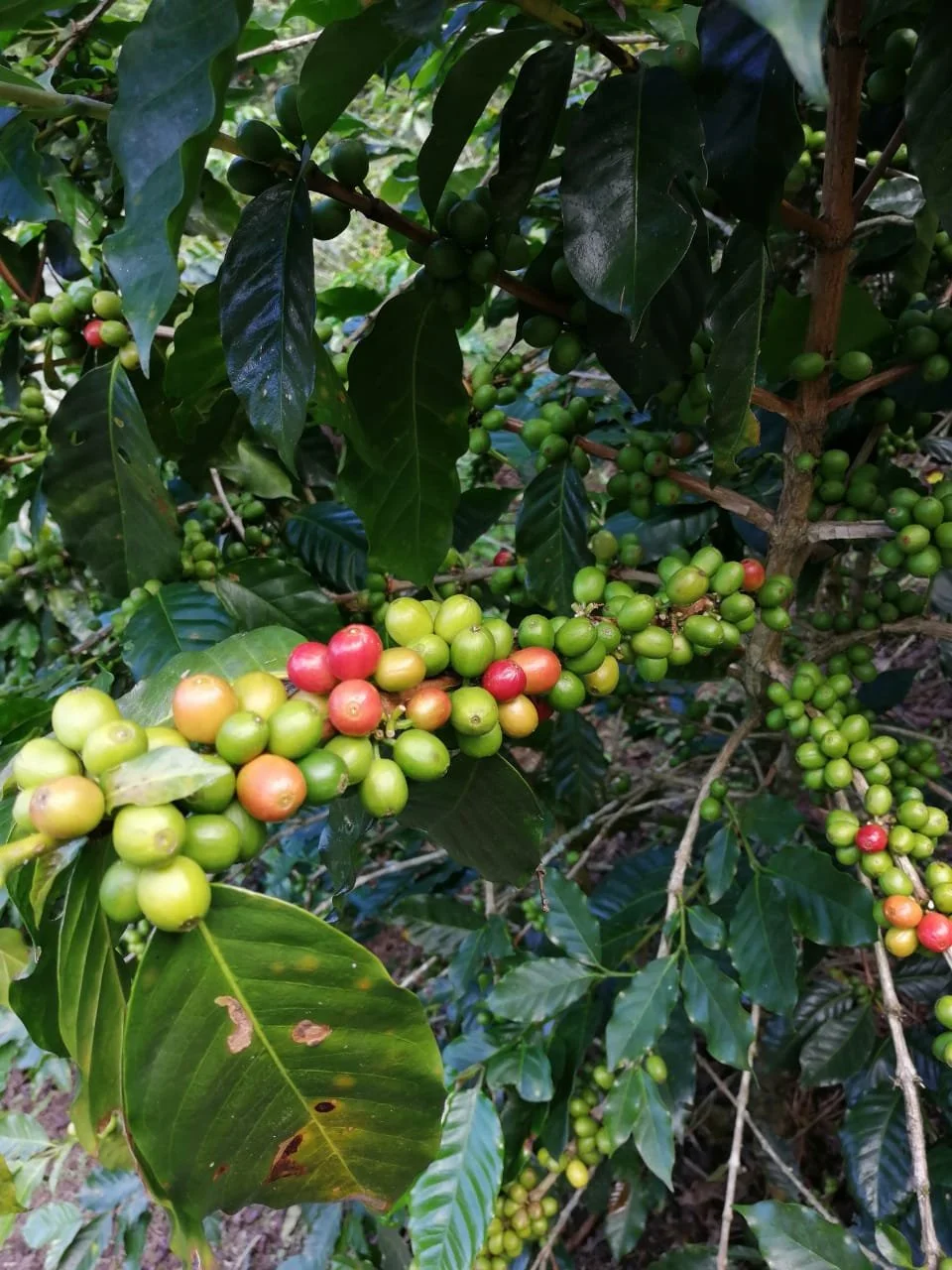 Our Coffee — intellliCAFE / Self Serve Coffee Shop / Unattended Retail ...