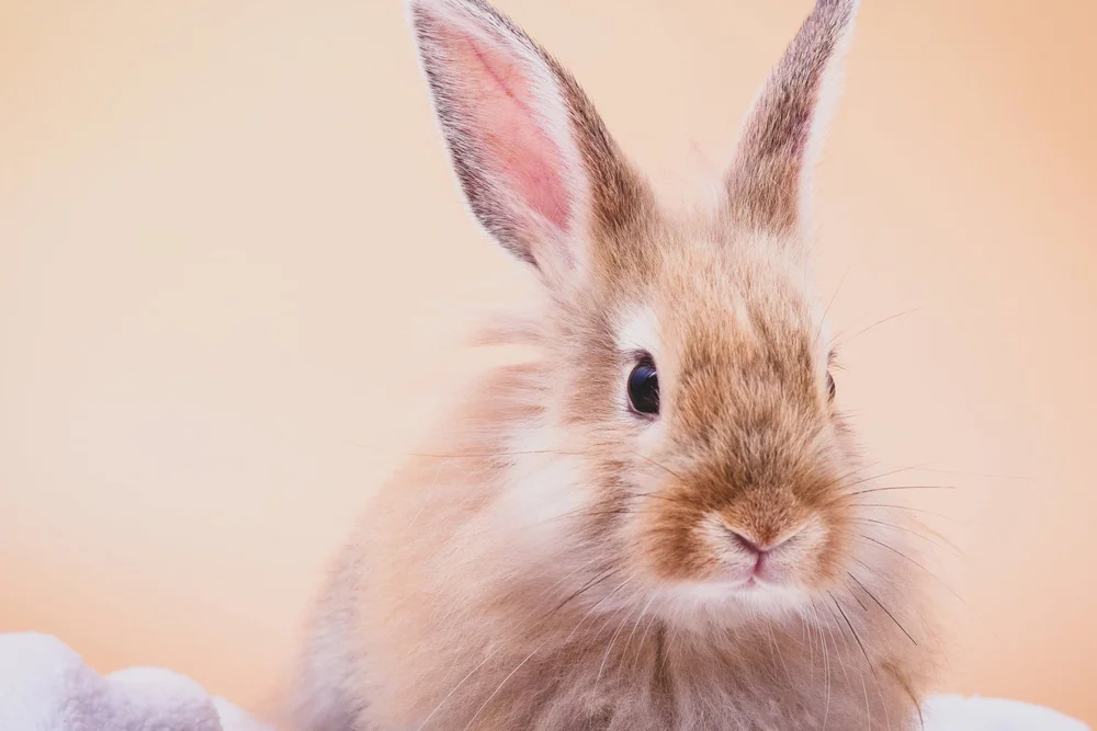 Bunnies United Network