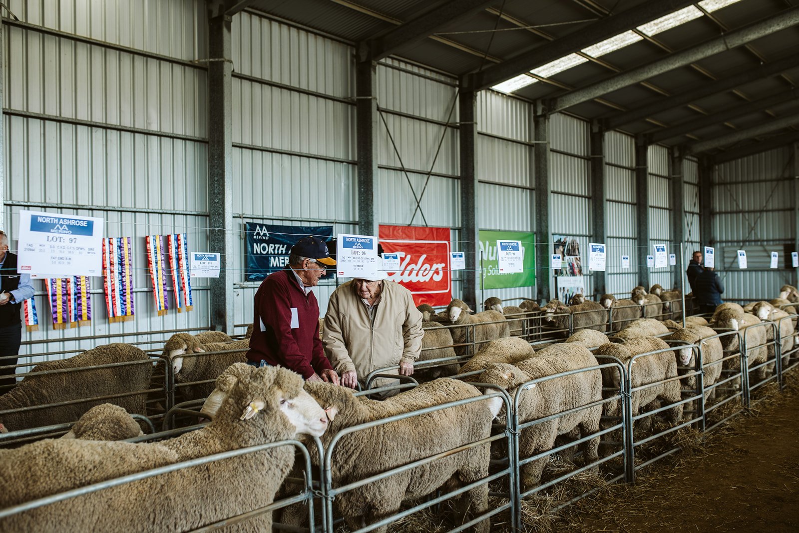 North Ashrose Merinos