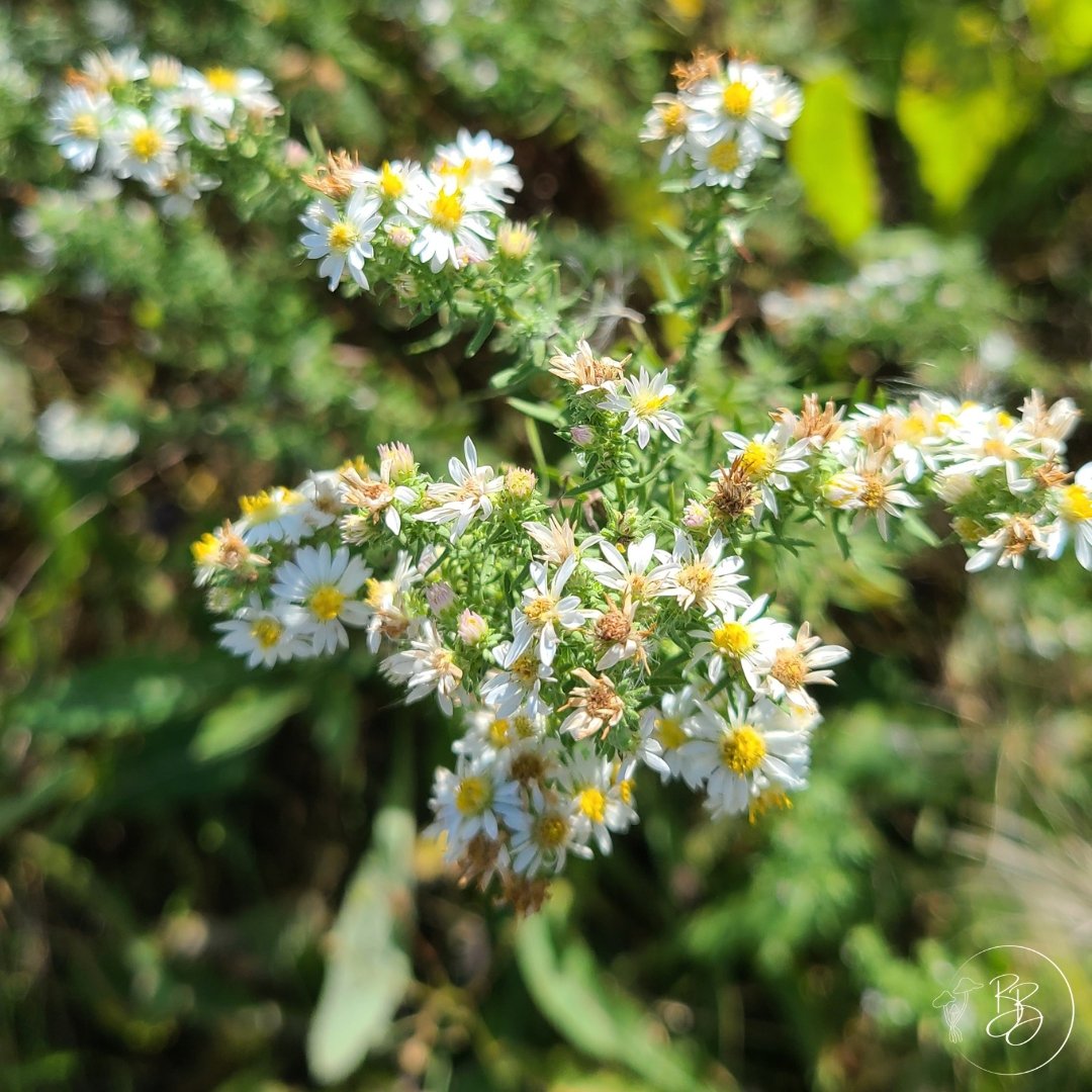 Exploring Prairie Flora: Aspen Trees, Wildflowers, and Grasses of the ...