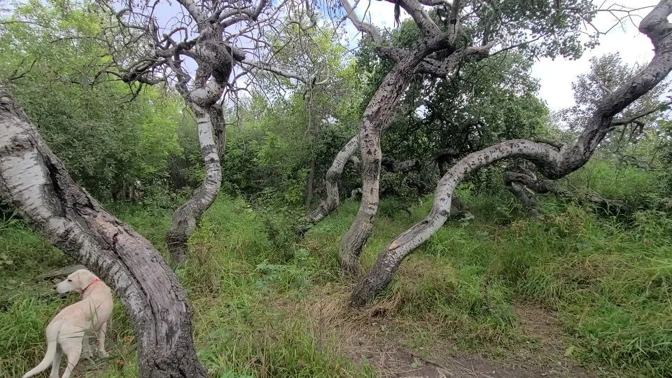 Exploring Prairie Flora: Aspen Trees, Wildflowers, and Grasses of the ...