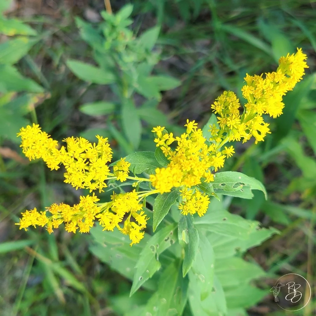 Exploring Prairie Flora: Aspen Trees, Wildflowers, and Grasses of the ...