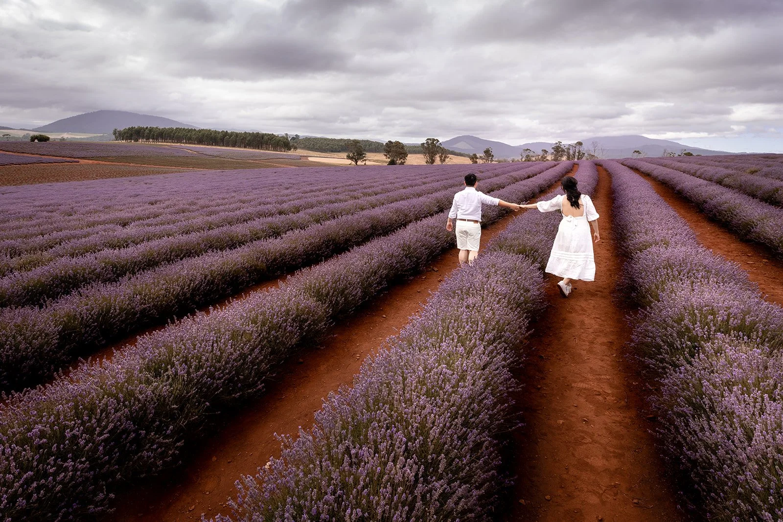 Bridestowe Lavender Farm Tasmania (What you need to know). — Daniel ...