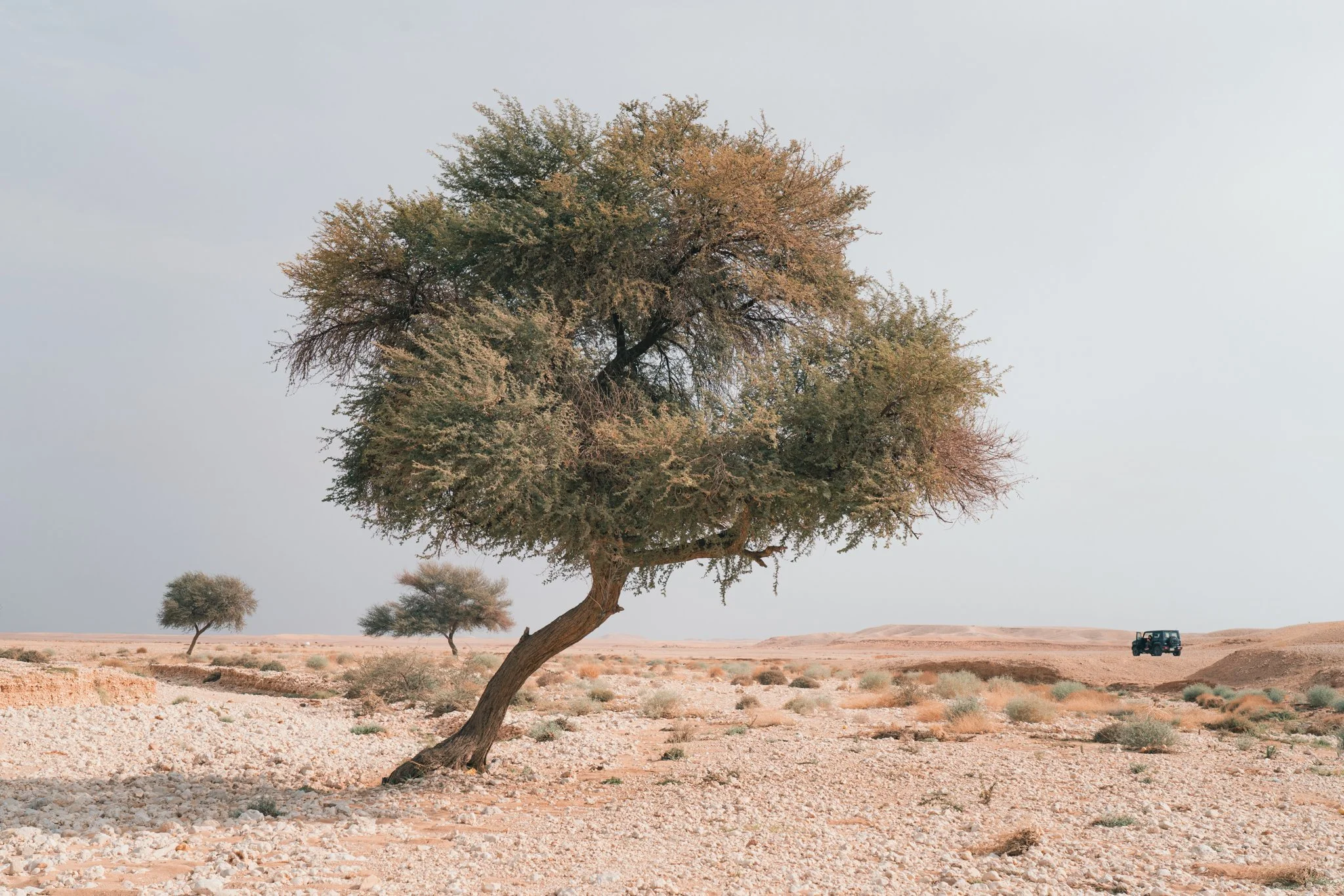 Capturing the Beauty of the Desert: A Photographer's Guide into Arid ...