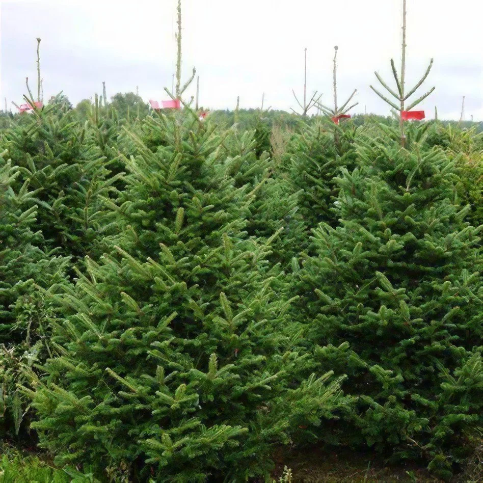 Store — Pot Grown Christmas Trees