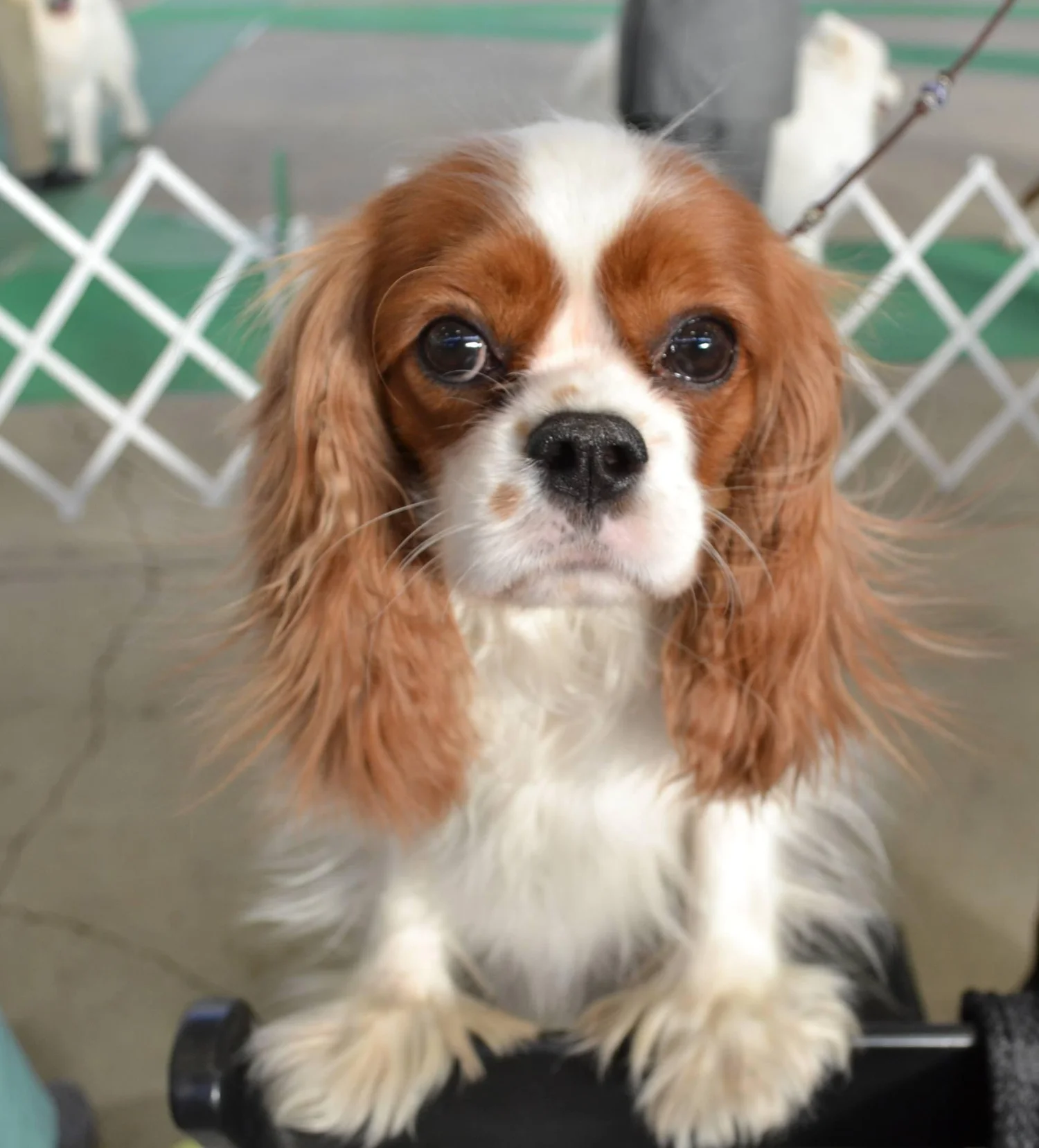 Central Indiana Kennel Club
