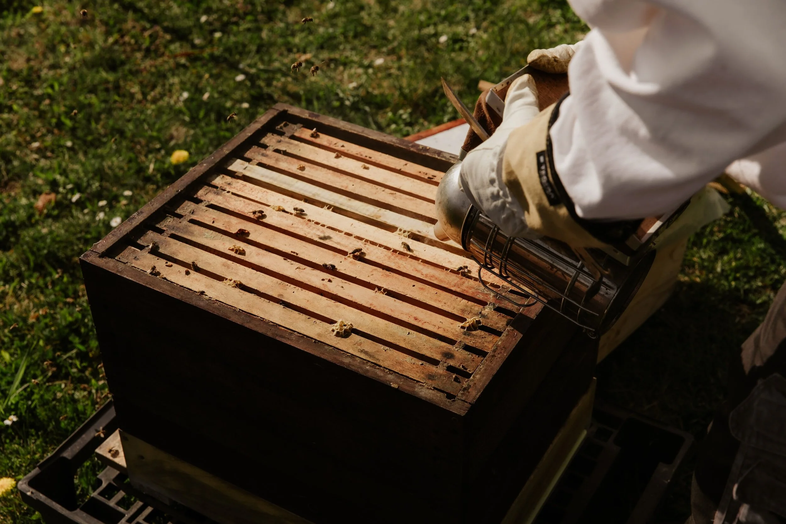 Buzzing Bees Emit A Healing Vibrational Frequency — Ginkgo Farms