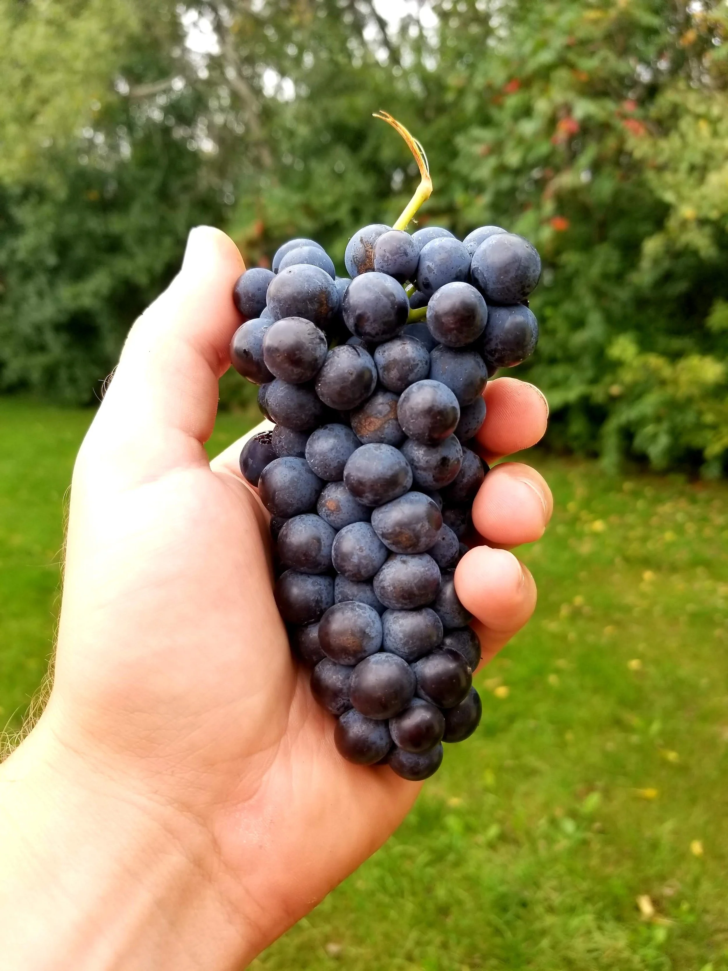 Yellow House Vineyard