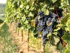 Our Story — Yellow House Vineyard