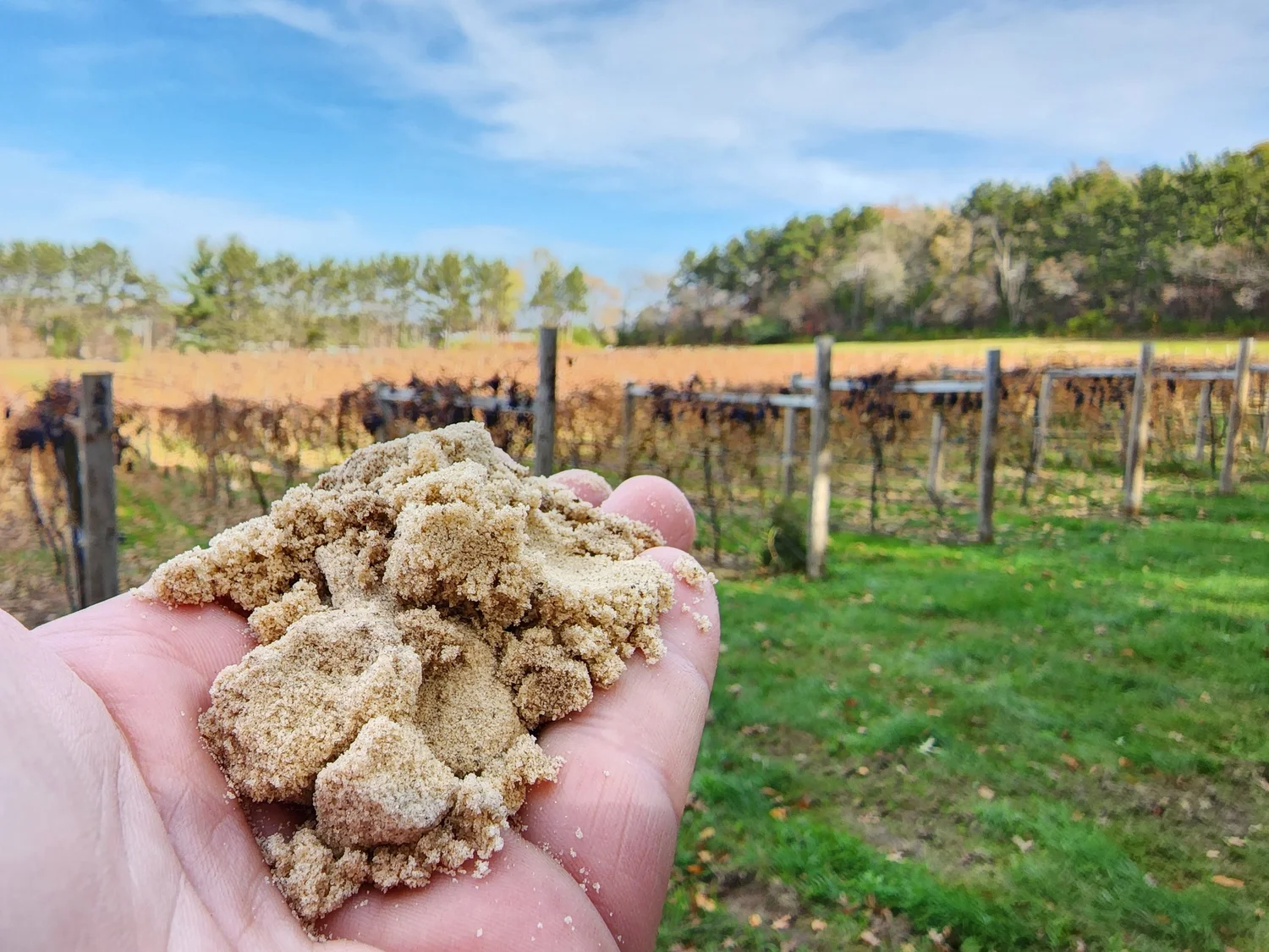 Our Story — Yellow House Vineyard