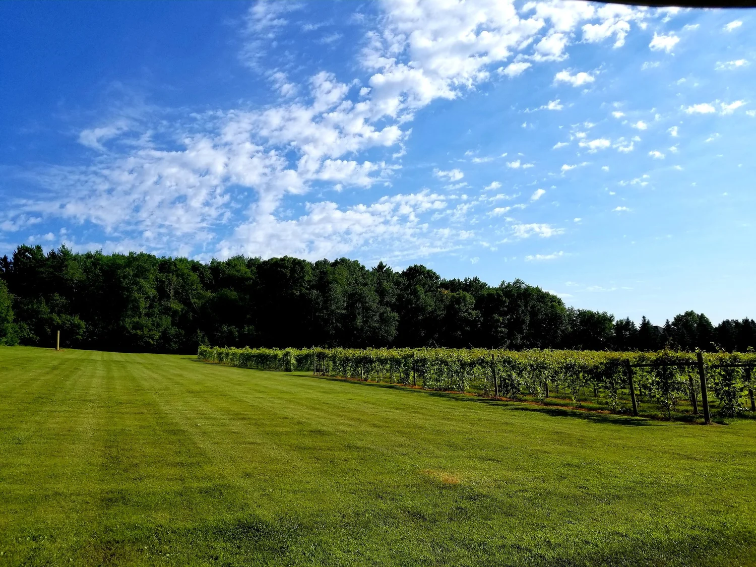 Yellow House Vineyard