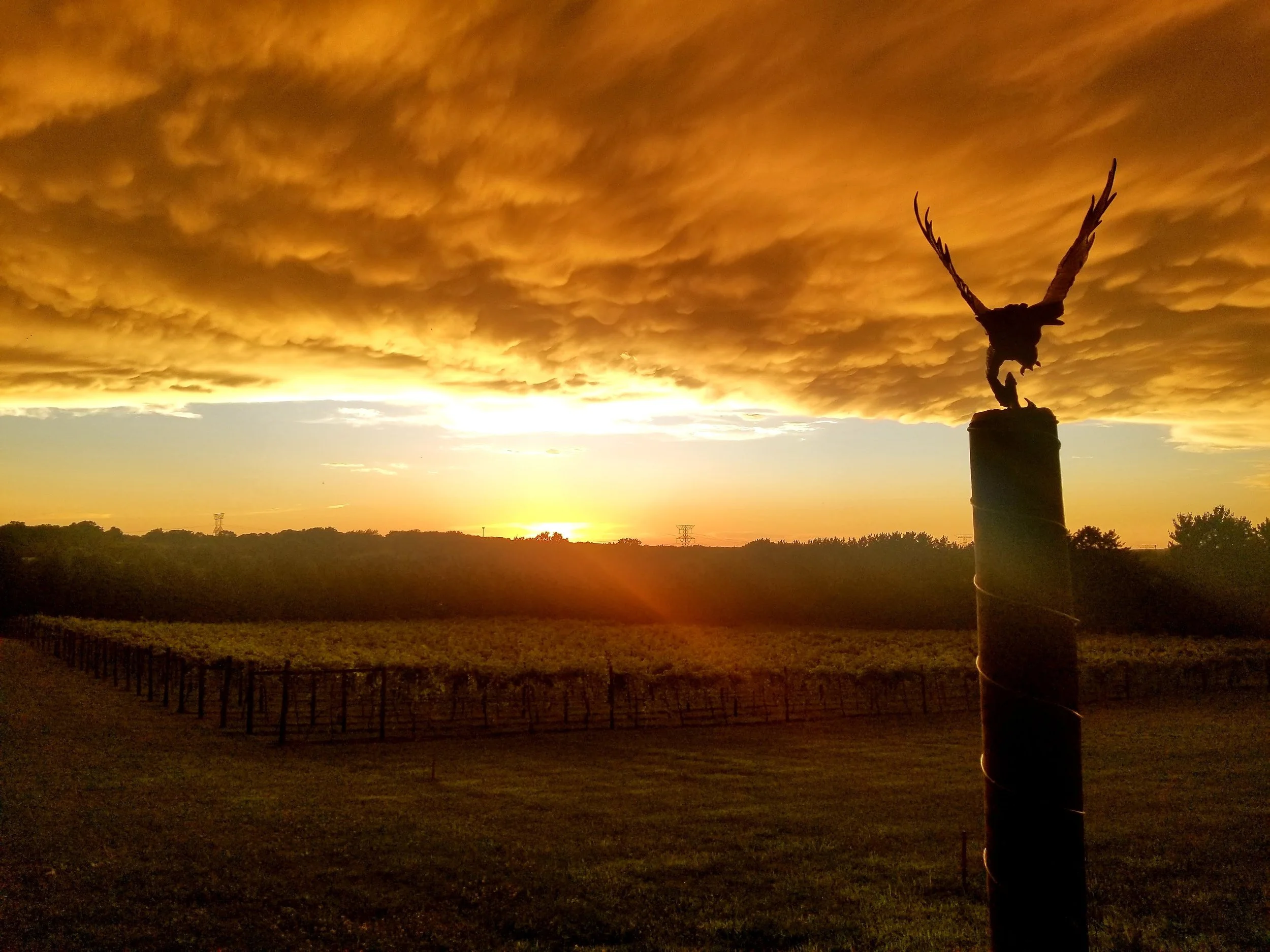 Yellow House Vineyard