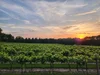 Our Story — Yellow House Vineyard