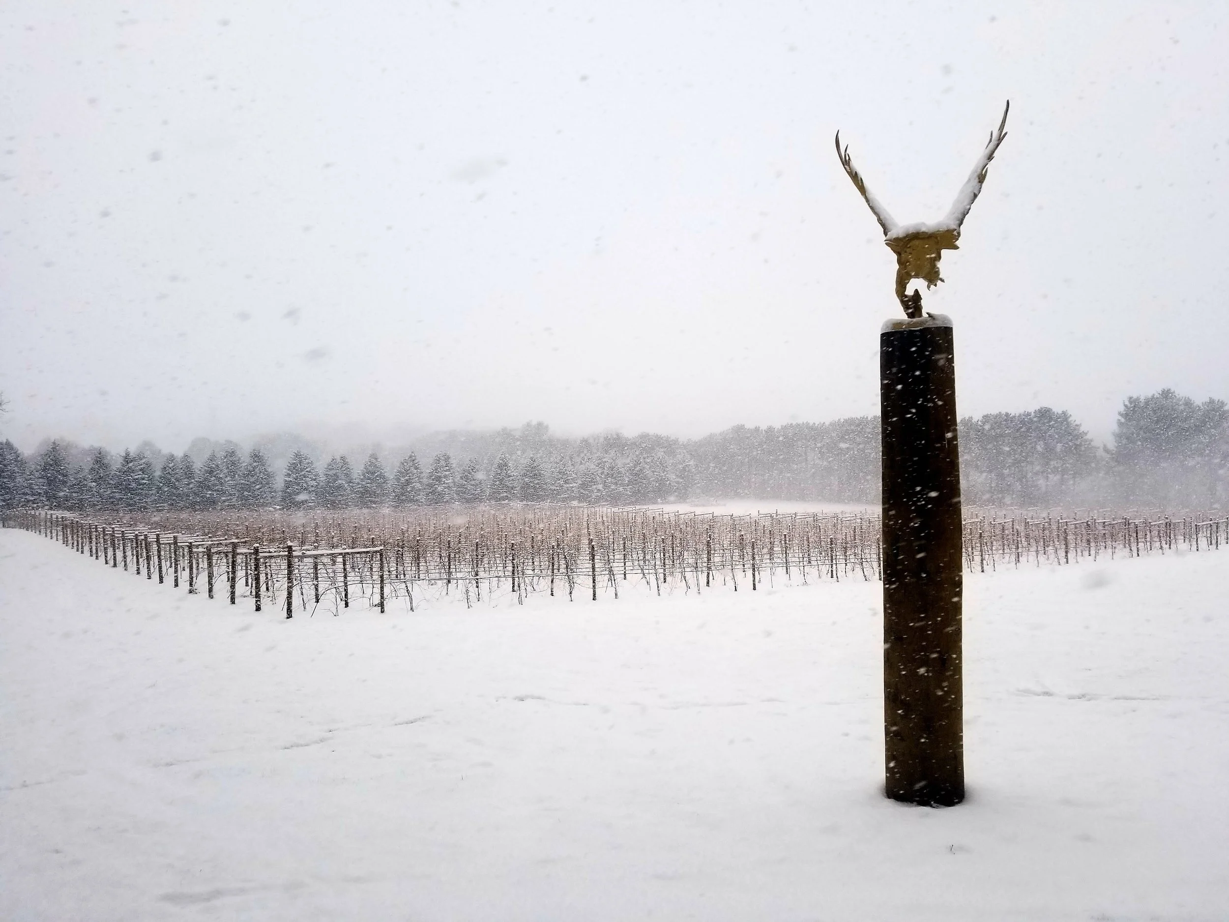 Yellow House Vineyard