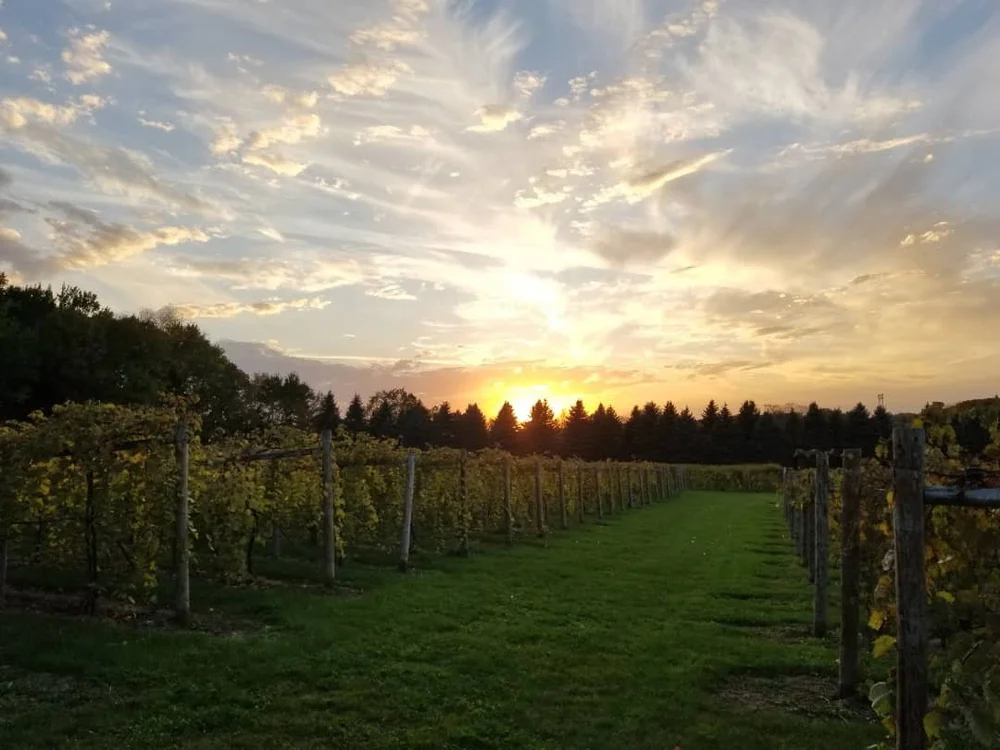 Yellow House Vineyard