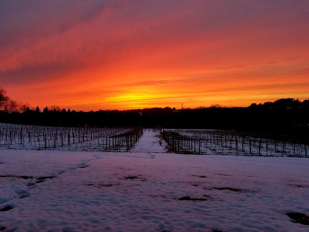Yellow House Vineyard