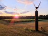 Yellow House Vineyard