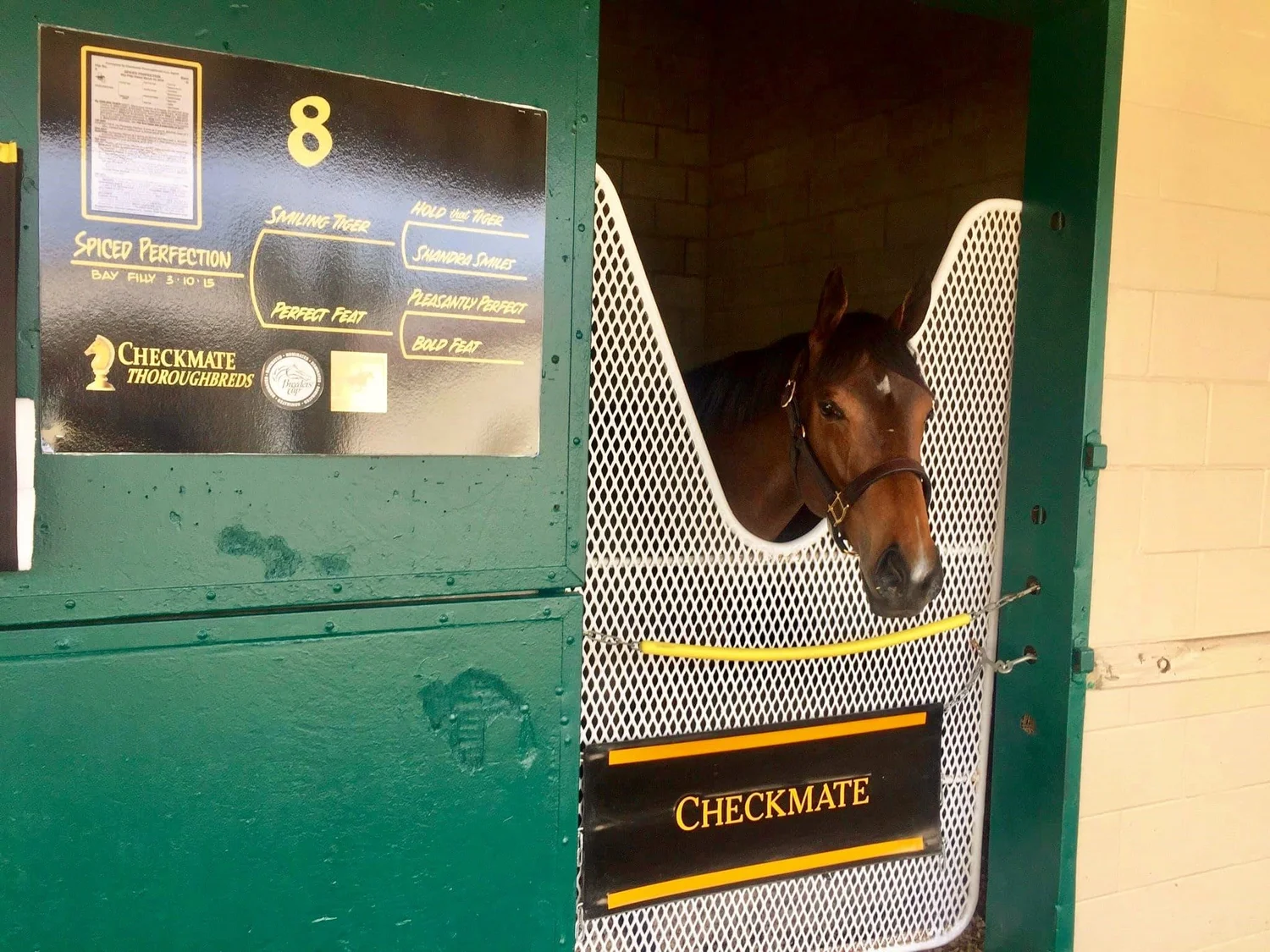 Checkmate Thoroughbreds | Thoroughbred Boarding, Bloodstock & Sales