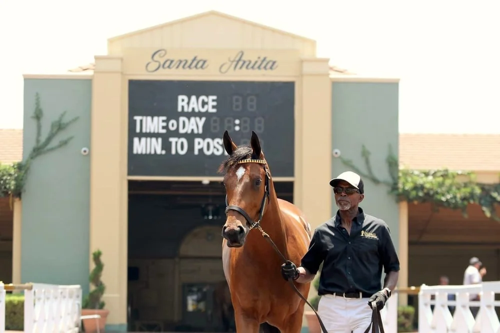 Checkmate Thoroughbreds | Sales