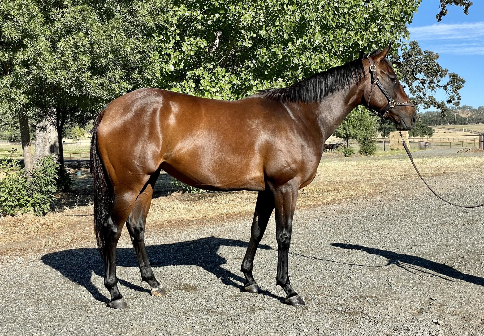 Checkmate Thoroughbreds | Sales