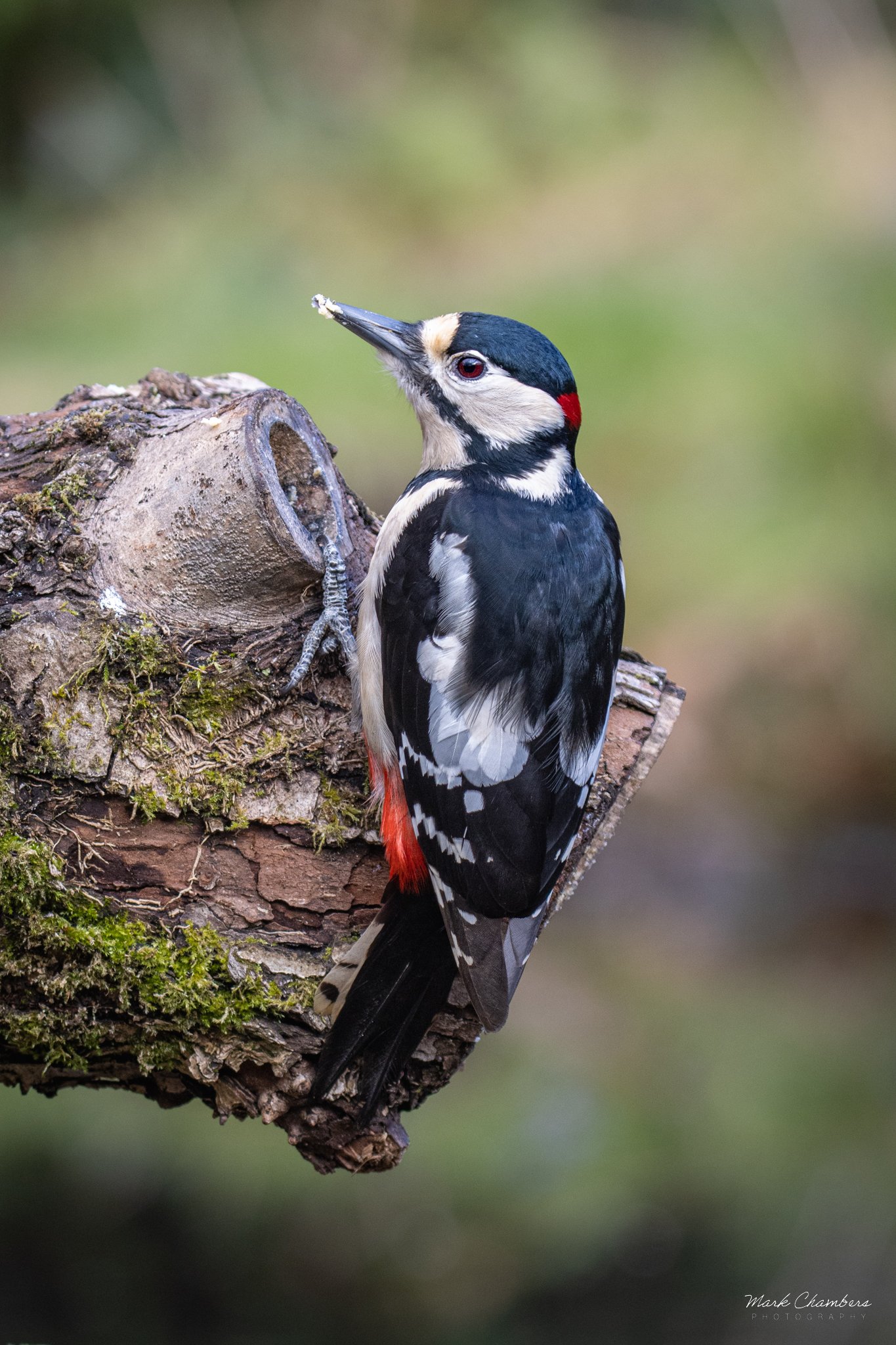 Mark Chambers Photography