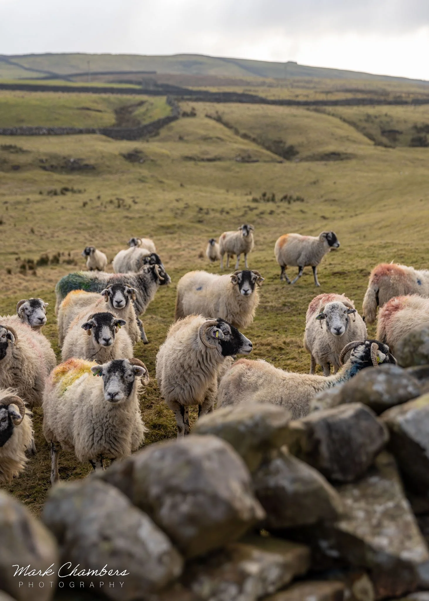 Spring in Yorkshire — Mark Chambers Photography