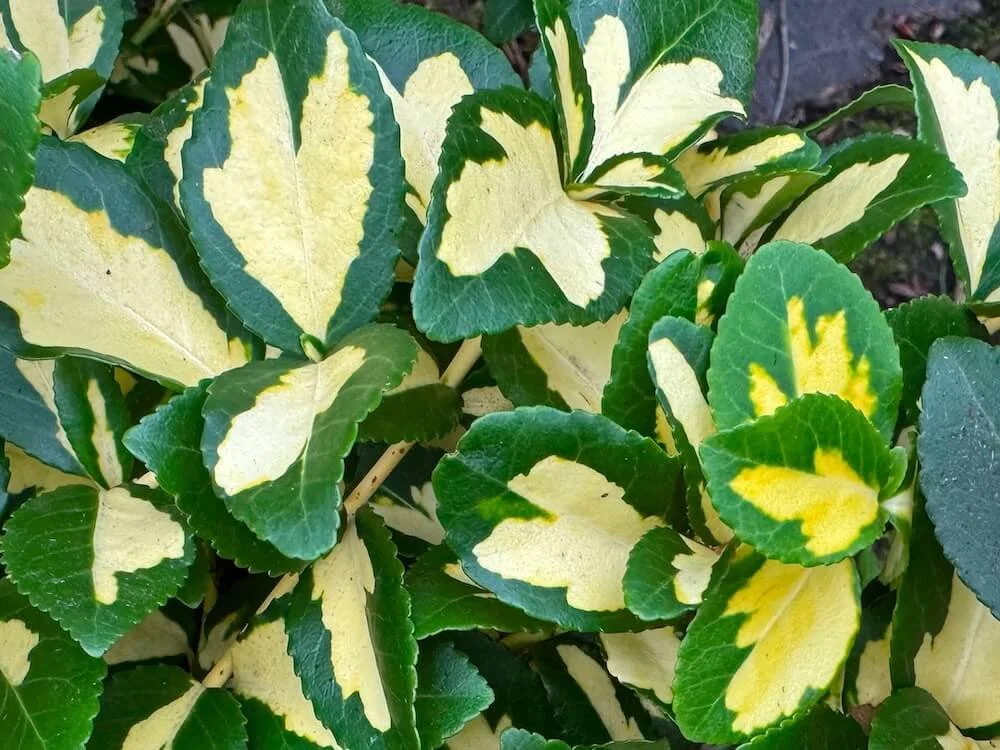 Hedera helix 'Needlepoint' (Needlepoint English Ivy) — Northwest Blooms