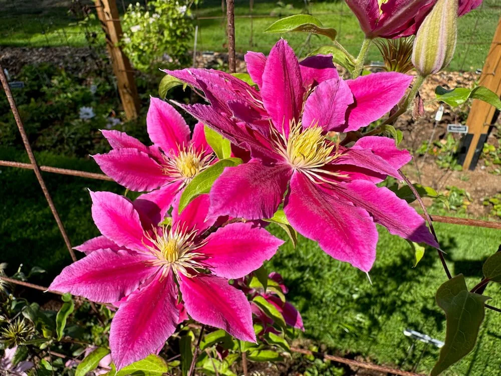 Clematis 'Hania' (Hania Clematis) — Northwest Blooms